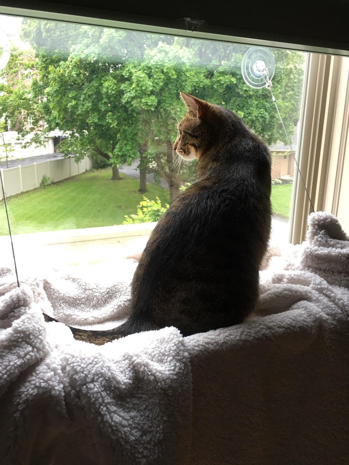 Pictures – Kitty Cot Original™