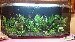 Amazon.com : SeaClear 26 gal Flat Back Hexagon Acrylic Aquarium Combo ...