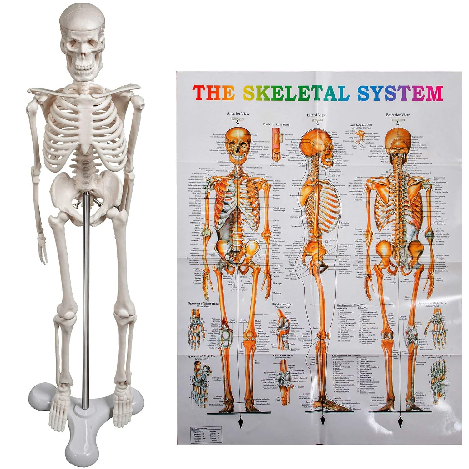 VEVOR Disarticulated Skeleton 62 inch Model Height Disarticulated Human ...
