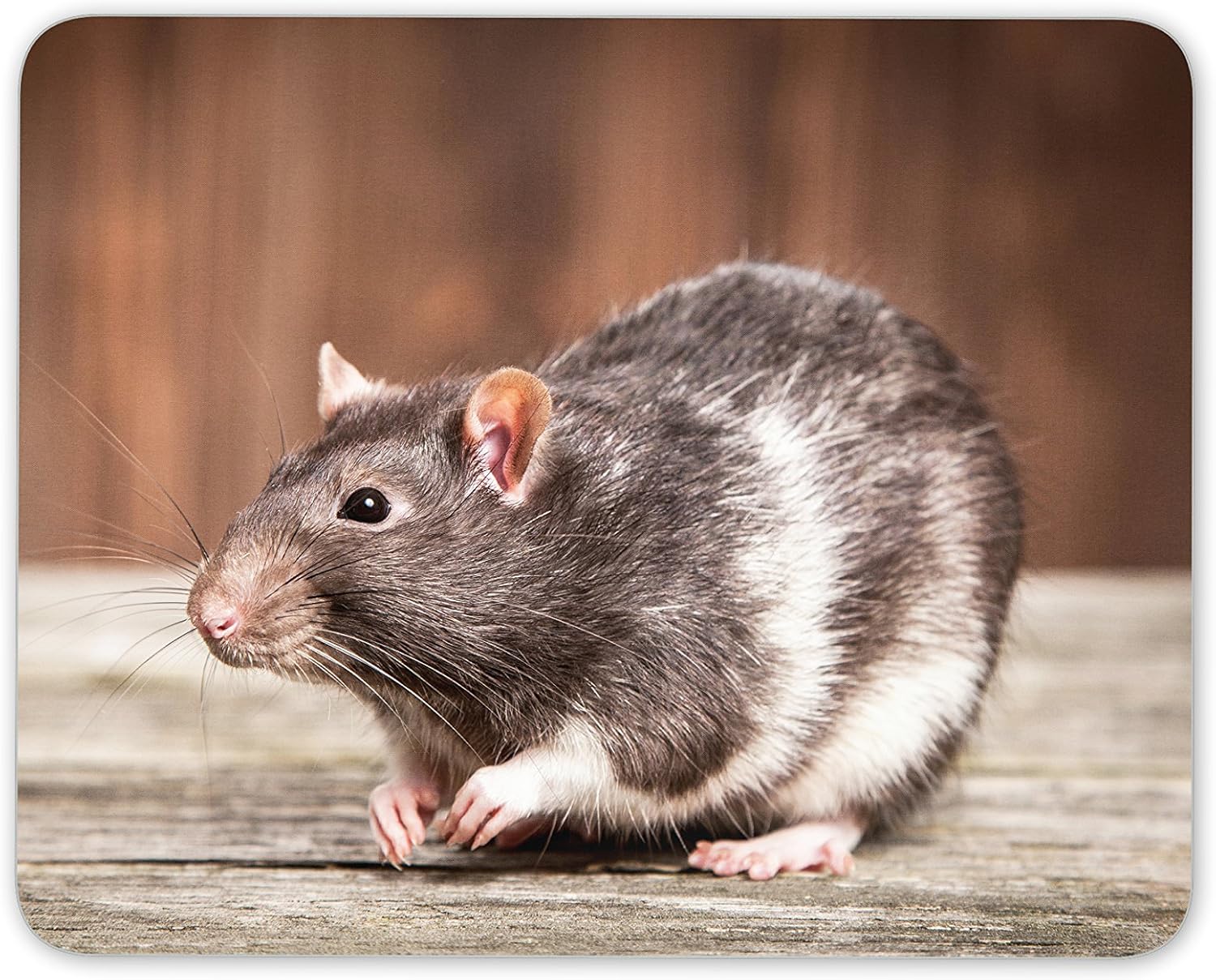 Adorable Pet Rat Mouse Mat Pad - Rats Rodent Mice Cute Fun Gift ...