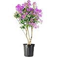 Amazon.com : Crape Myrtle Twilight | 1 Extra Large 3 Gallon Plant ...