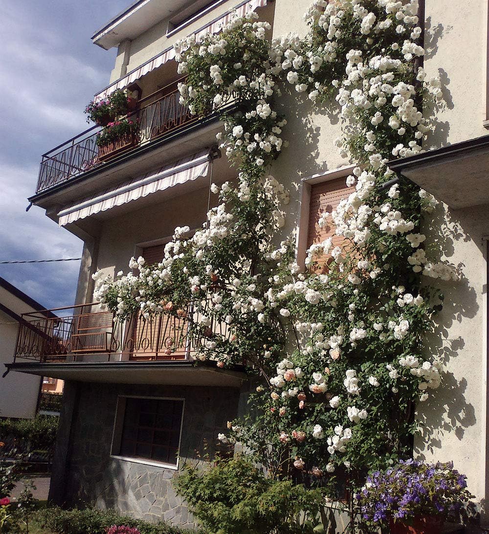 Clg. Iceberg®, rosa rampicante in vaso di Rose Barni®, pianta di rosa ...