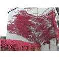 Amazon.com : Virginia Creeper 1 Live Plant in 4" Pot for Planting | No ...