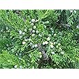 Amazon.com : Rare Plant Tree Seeds 100+ Eastern Red Cedar Seeds ...