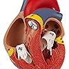 Axis Scientific Life-Size Human Heart Model, 2-Part Magnetic Design, 34 ...