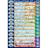 Amazon.com: EuroGraphics Human Evolution Poster, 36 x 24 inch: Posters ...