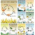 Amazon.com: 9 Pieces Science Biology Posters Life Cycles Bulletin Board ...