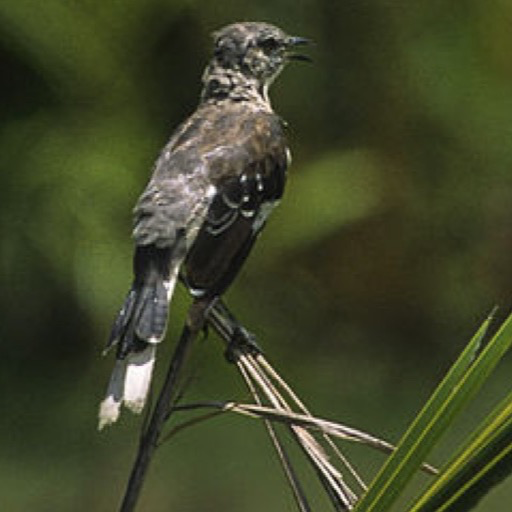 Mockingbird Wallpaper -- HD Wallpapers of Mockingbird!:Amazon.fr ...