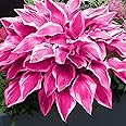 Amazon.com : SEBIOLA Hosta Seeds - 100 Pink Hosta Plants in Outdoor ...