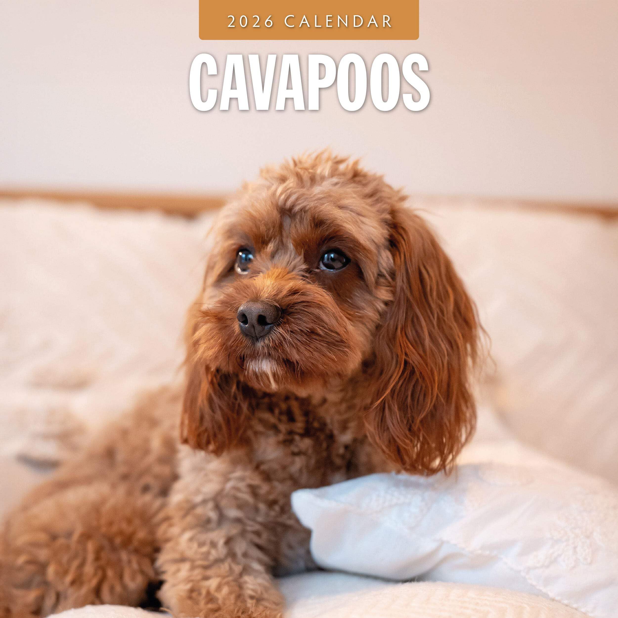 Red Robin 2026 Cavapoos Monthly Wall Calendar | 12" x 24" Open ...
