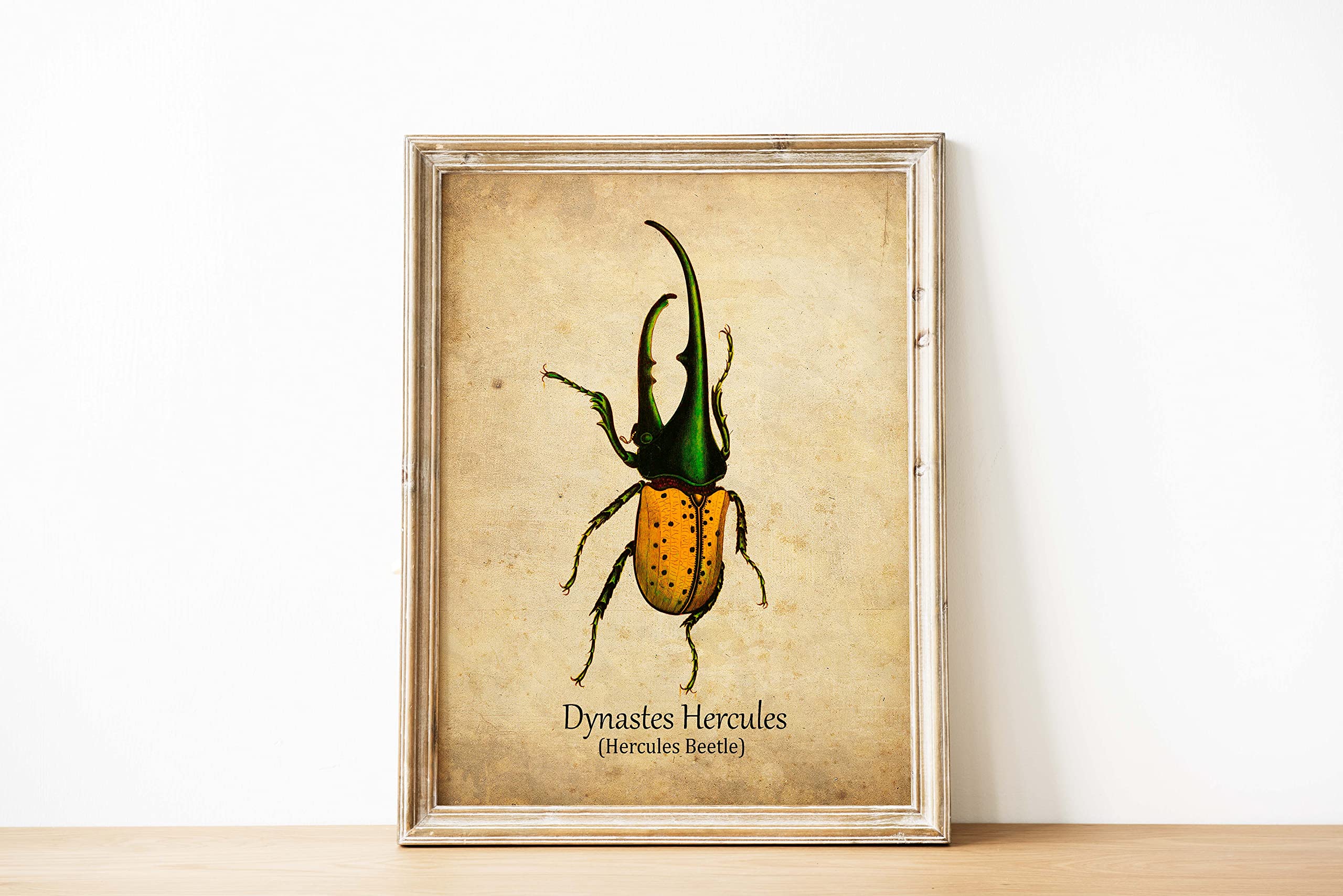 Mua Male Hercules Beetle Vintage Print Insect Wall Decor Dynastes ...