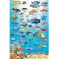 Okinawa Japan Dive Map & Reef Creatures Guide Franko Maps Laminated ...