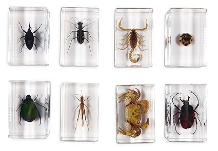 Bugs In Resin | The American Mastermind