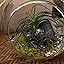 Amazon.com: 12 Pcs Tillandsia Air Plant Lot / Kit Includes 11 Plants ...