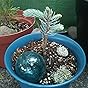 Amazon.com : Spring Blast Blue Spruce - New Growth is Bright Cream 1 ...