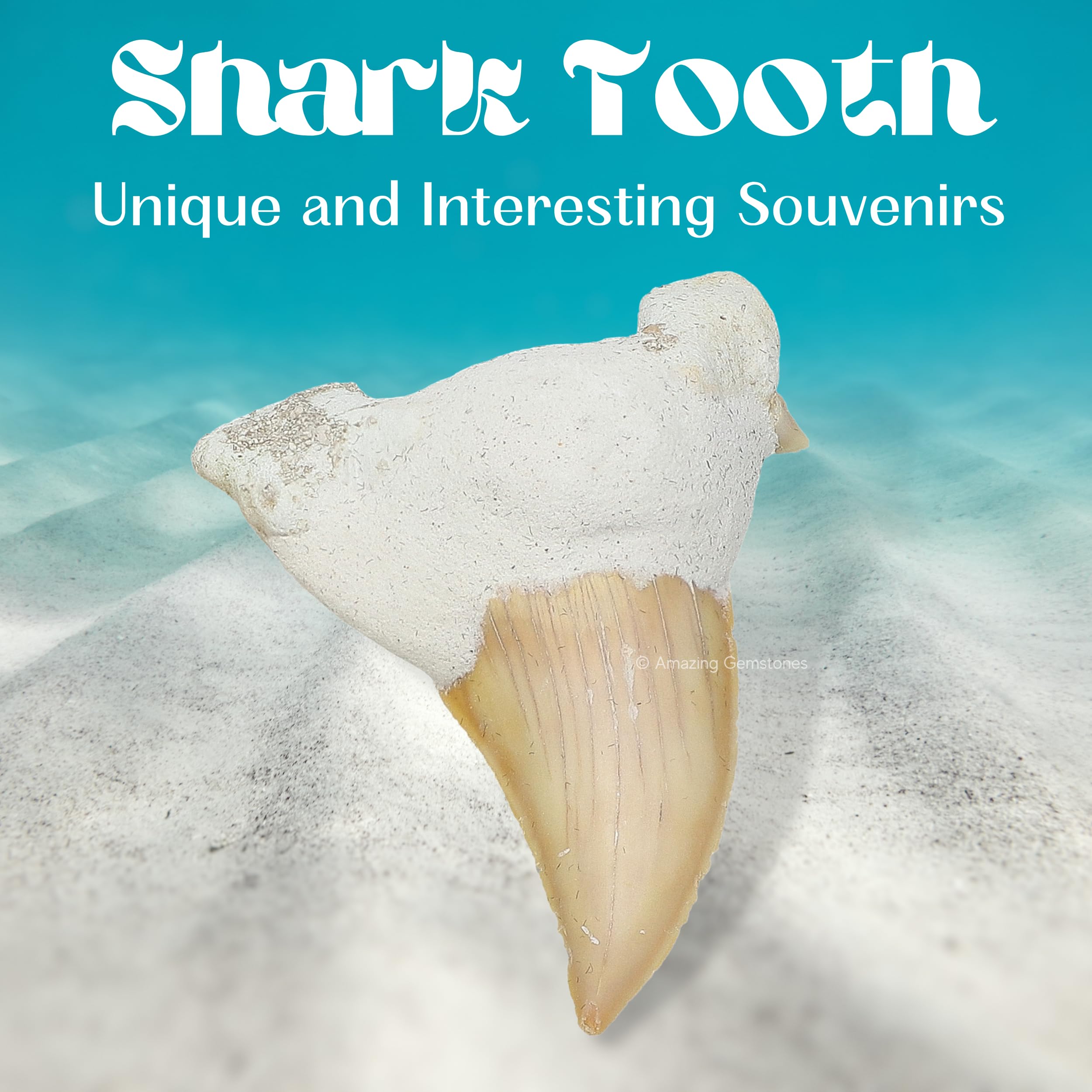 Mua Amazing Gemstone Real Shark Teeth Authentic Fossils 5 Pieces Set ...