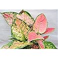 Amazon.com : Rare Pink Aglaonema Chinese Evergreen |Chinese Evergreen ...