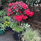 Azalea Standard Shrub Mini Tree Low Maintenance Evergreen Plant Baring ...