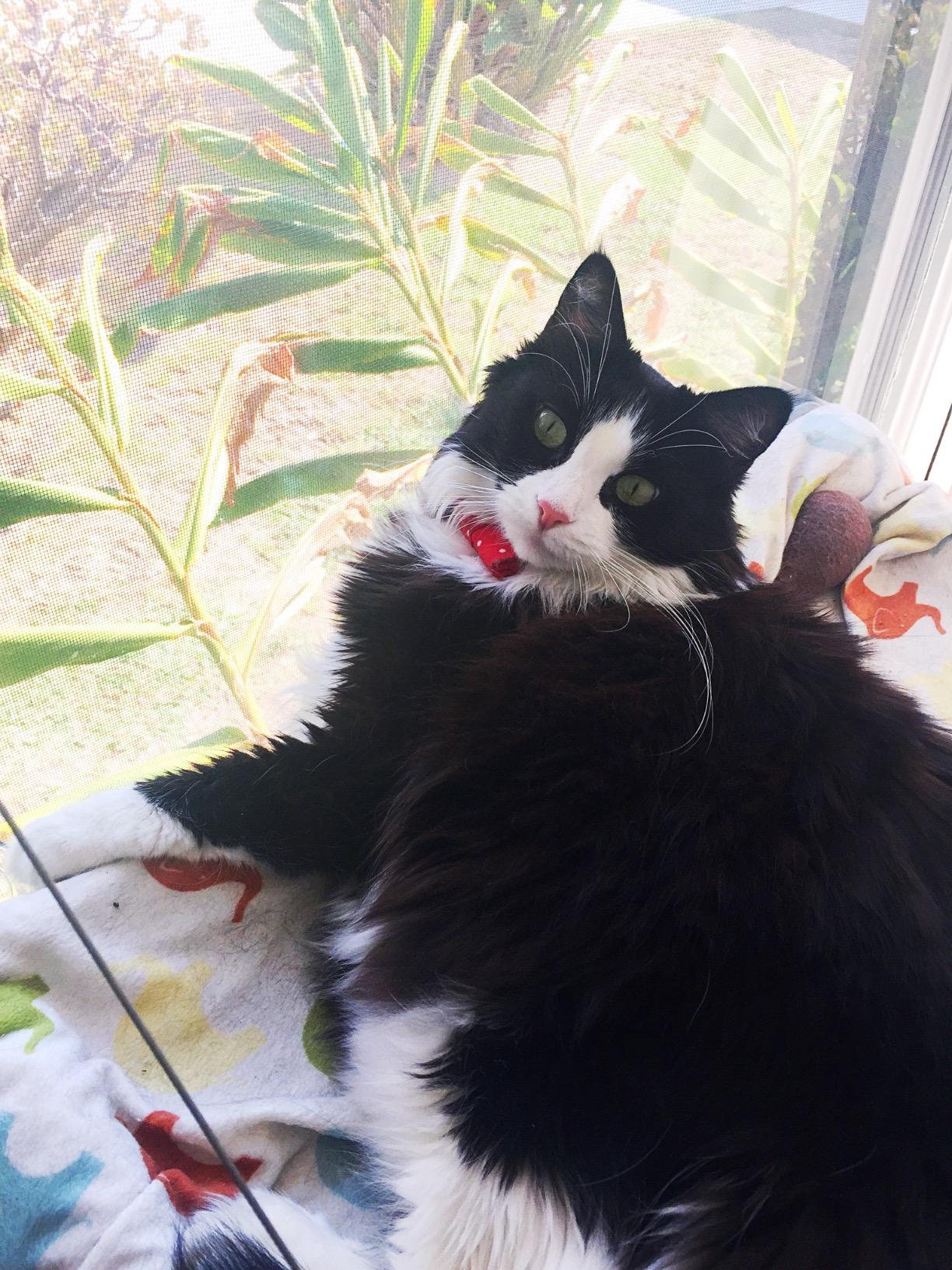 Pictures – Kitty Cot Original™