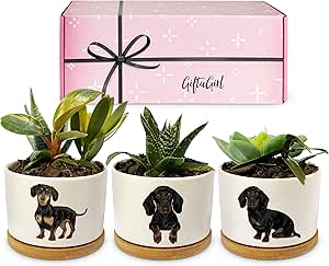 Amazon.com : GIFTAGIRL Dachshund Gifts for Women - Pretty Weiner Dog ...