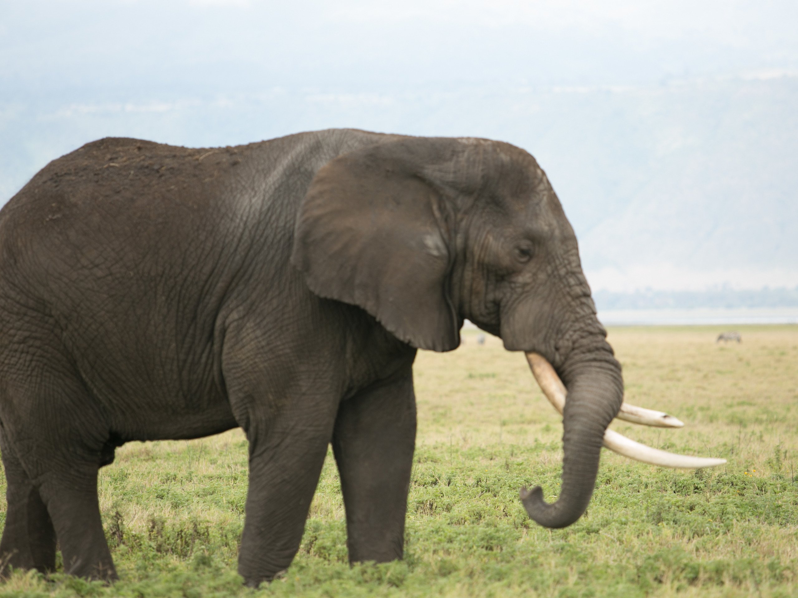 Watch Blood Ivory - Season 1 | Prime Video