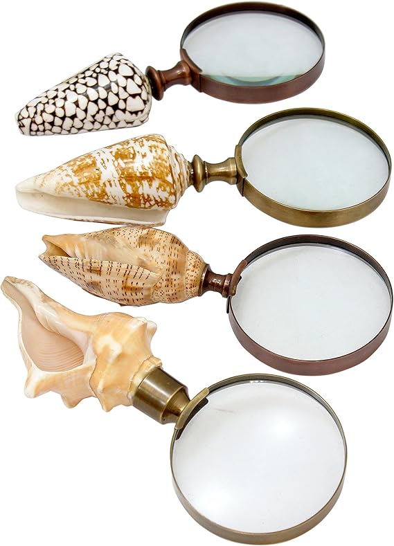 Amazon.com: Sea Shell Magnifying Glass, Set of 4: Home & Kitchen