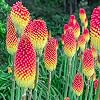 QAUZUY GARDEN 100 Red Hot Poker Plant (Torch Lily/Tritoma) Kniphofia ...
