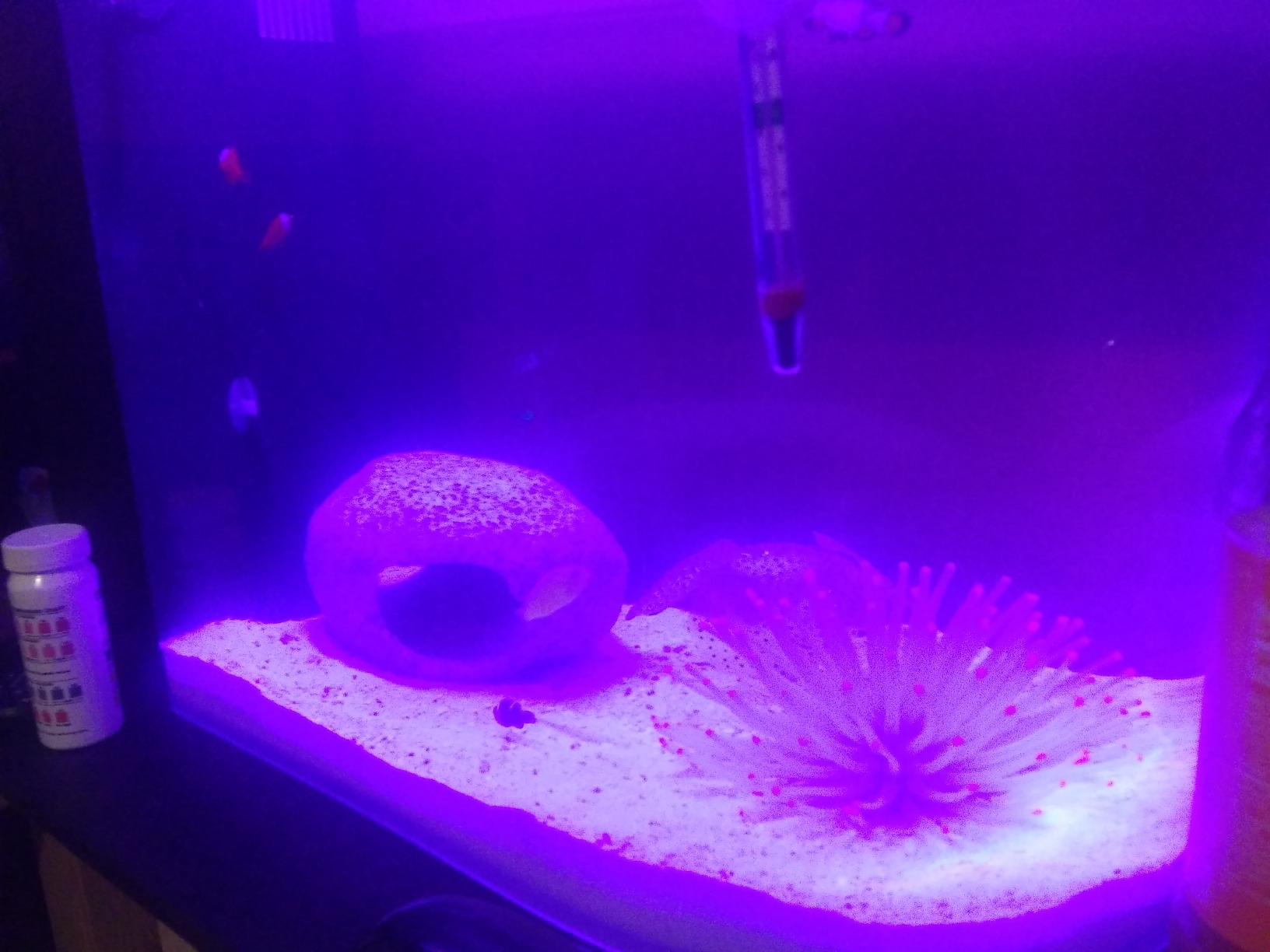 $37/mo - Finance GankPike 12 Gallon Saltwater Aquarium Full Bullnose ...