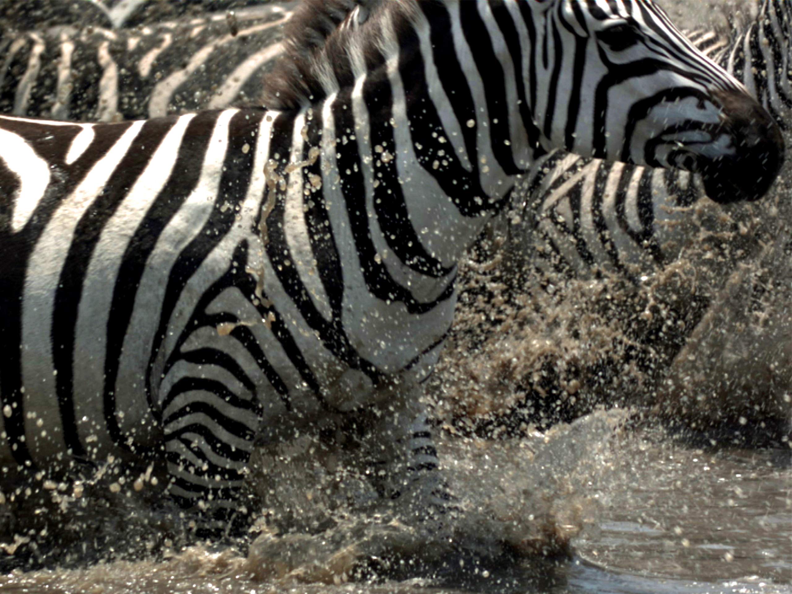 Watch Speed Kills - Season 1 | Prime Video