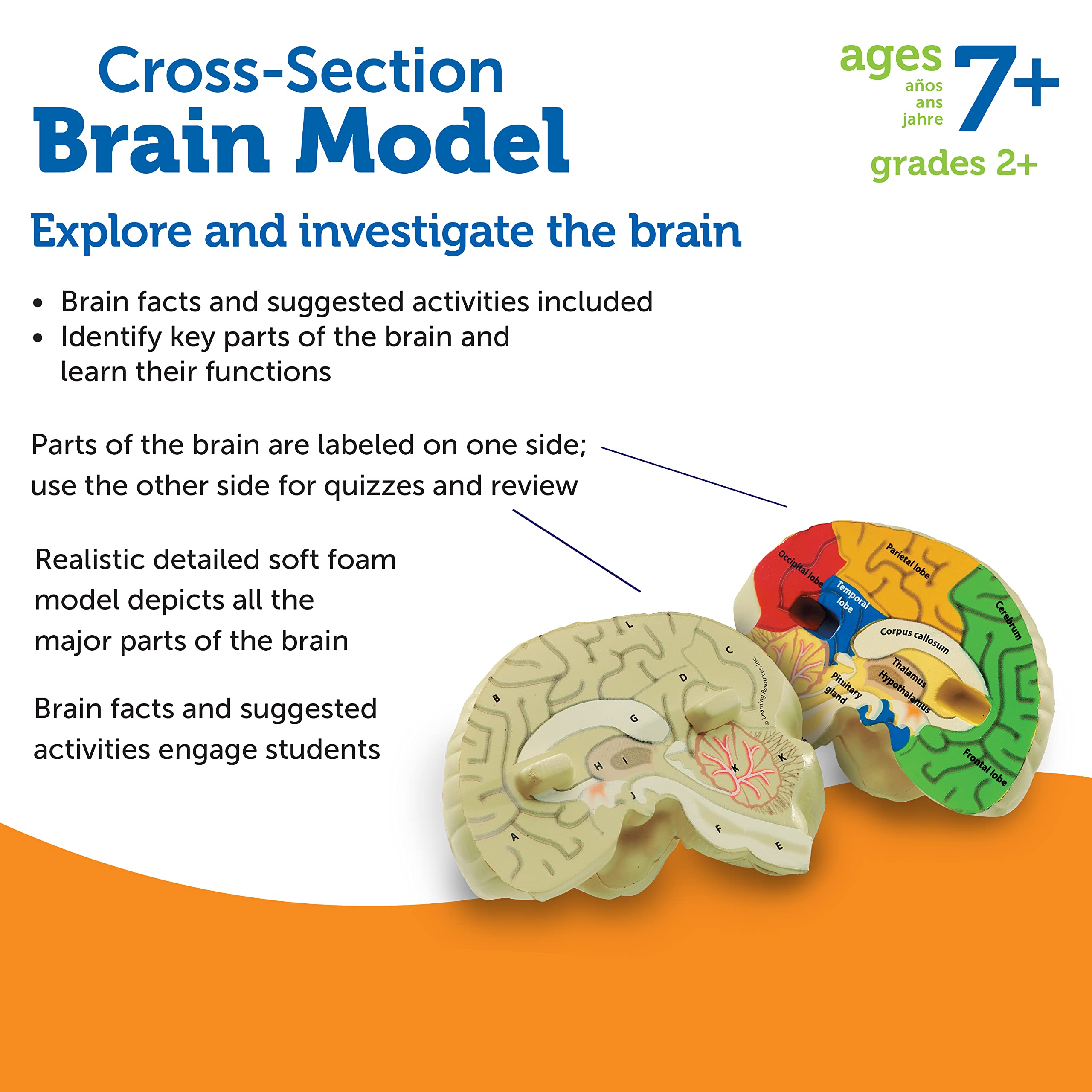Mua Learning Resources Cross-section Brain Model - 2 Pieces, Ages 7 ...