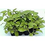 Amazon.com : Szechuan Flowers, Paracress (Buzz Buttons) Acmella ...