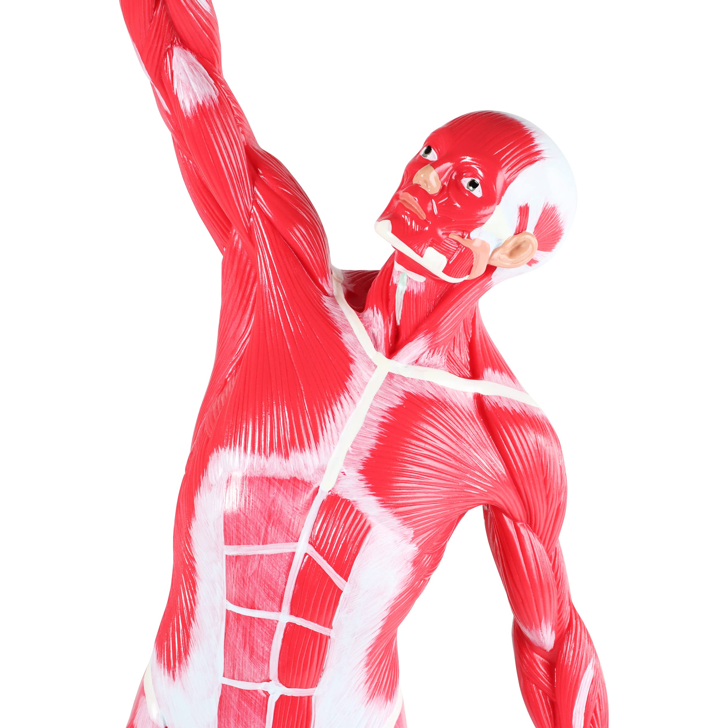 Mua MonMed Human Muscle Model – 20in Mini Human Muscle Figure Human ...