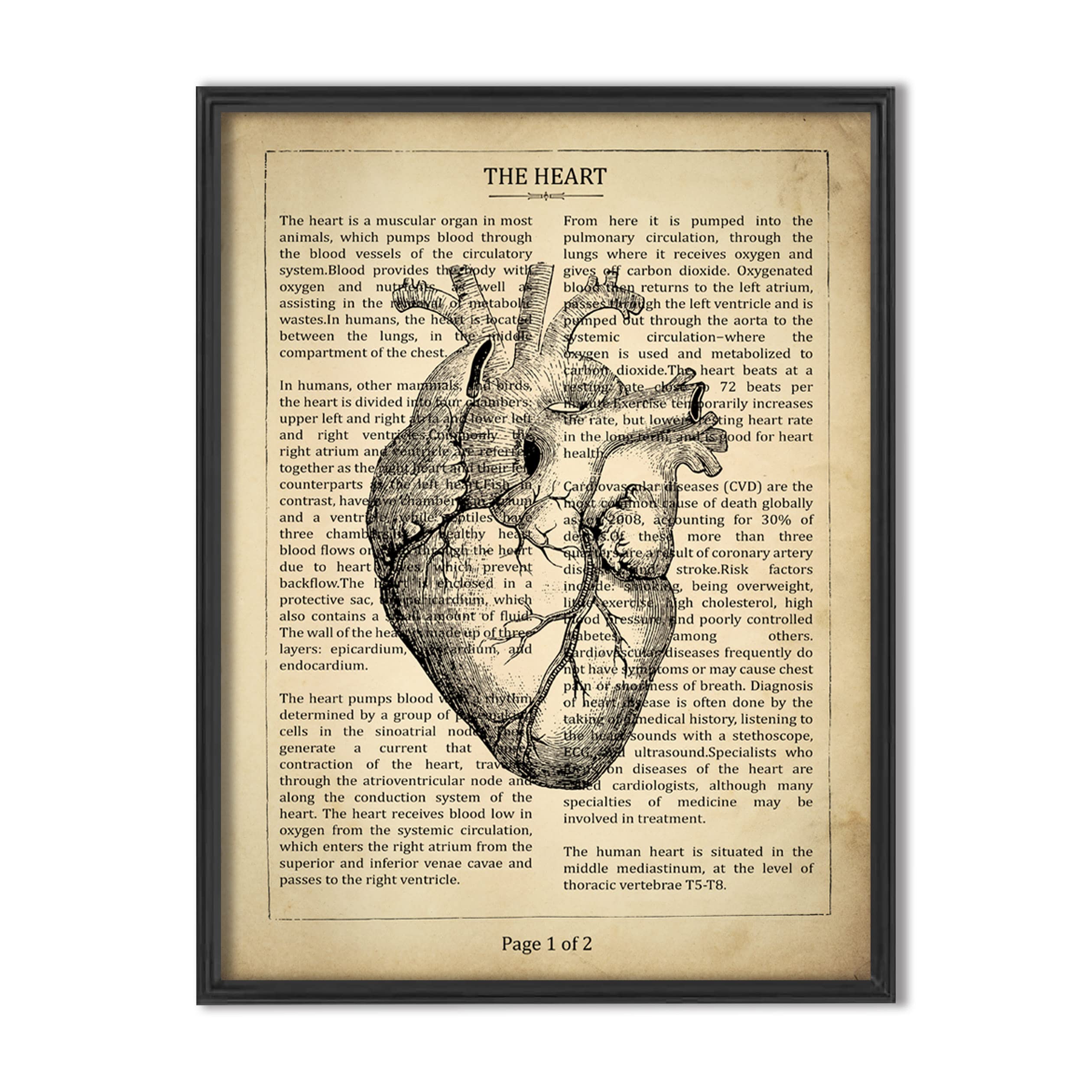 Mua Vintage Human Anatomy Definition Poster Set Brain Torso Heart Lungs ...
