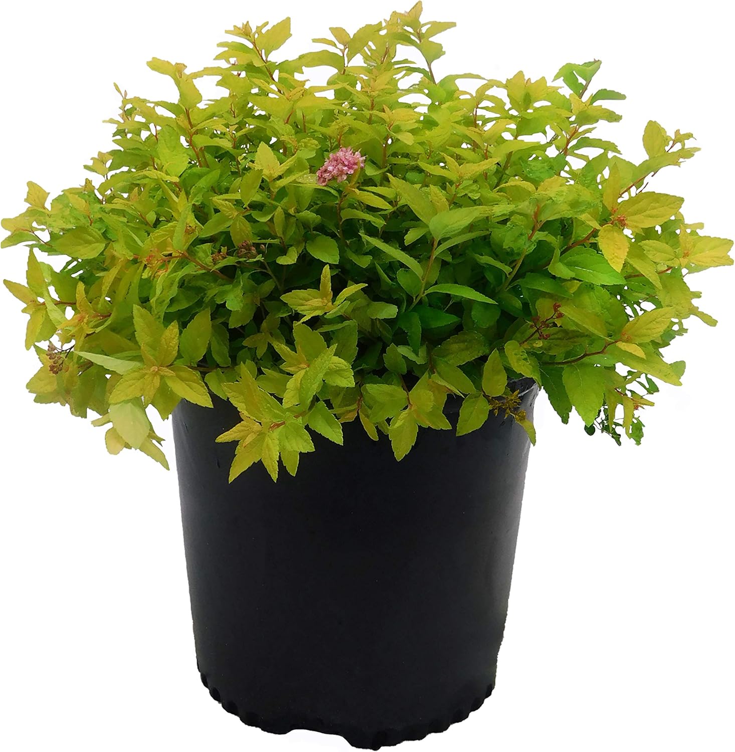 Amazon.com : Shrub Gold Mound Spirea, 2.25 Gal, Golden : Garden & Outdoor