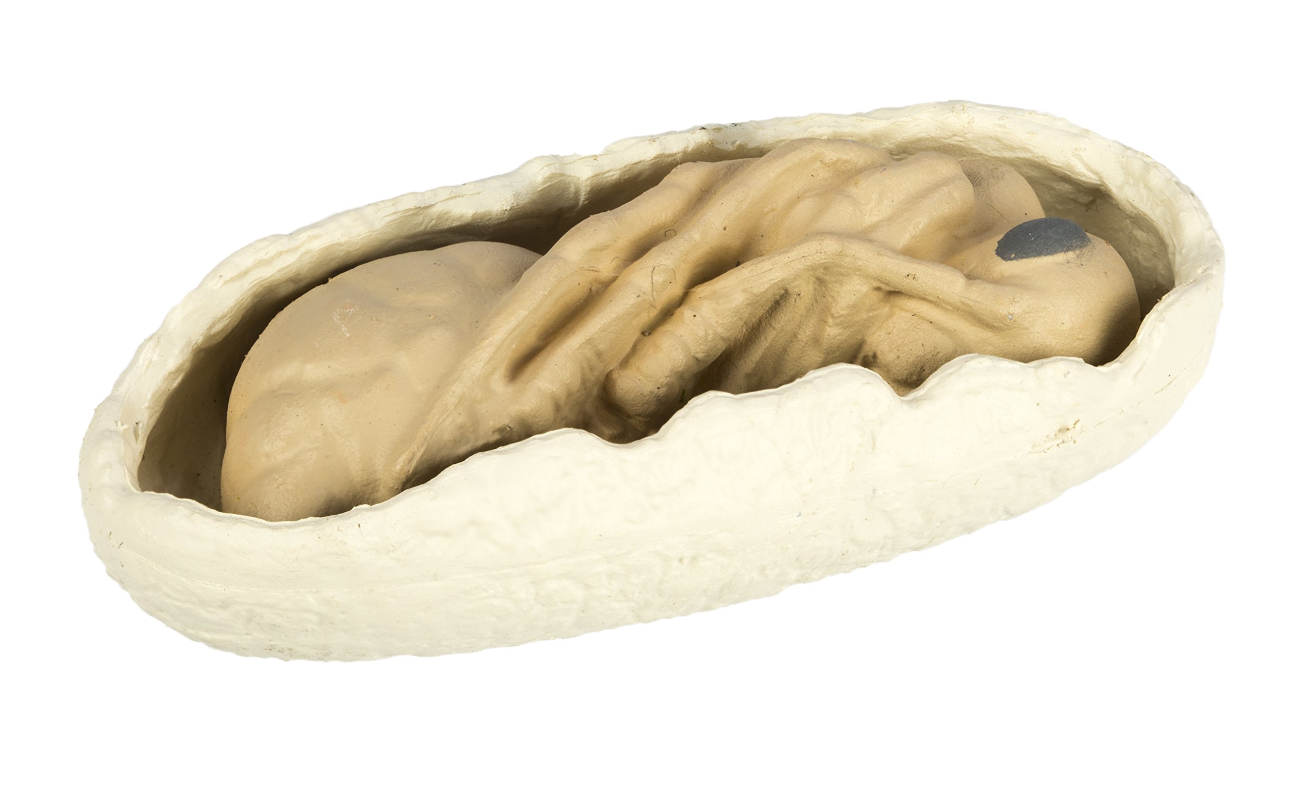 Mua Safari Ltd. Life Cycle of an Ant Set - Detailed Educational Toy ...