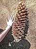 10 Giant Sugar Pine Tree Seeds for Planting - Produces The Largest Pine ...