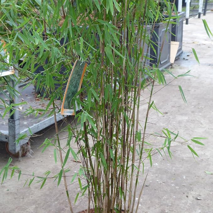 Red Dragon Bamboo. Bamboo Fargesia Jiuzhaigou 120cm excluding Pot ...