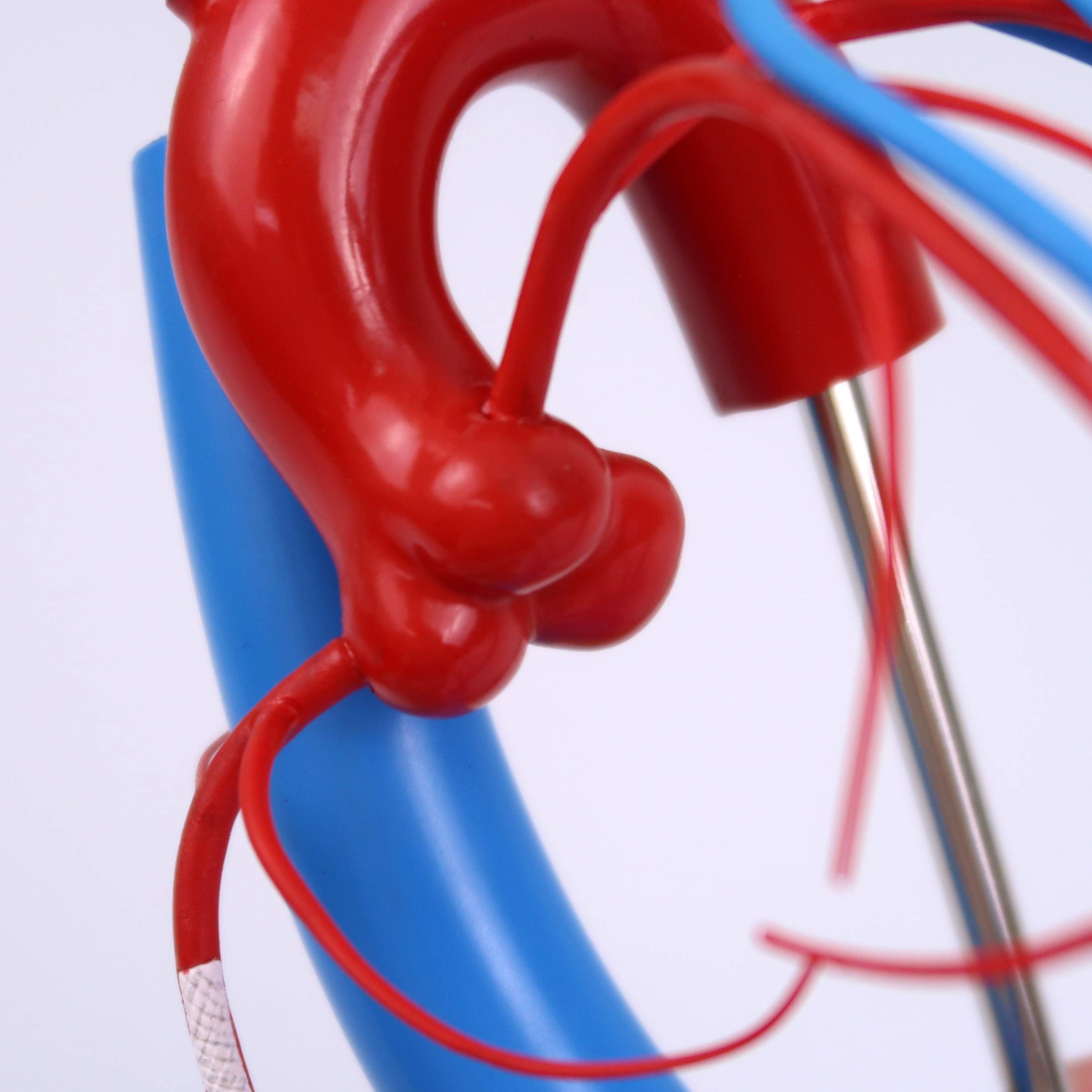 Mua Heart model for observing coronary arteries and main veins ...
