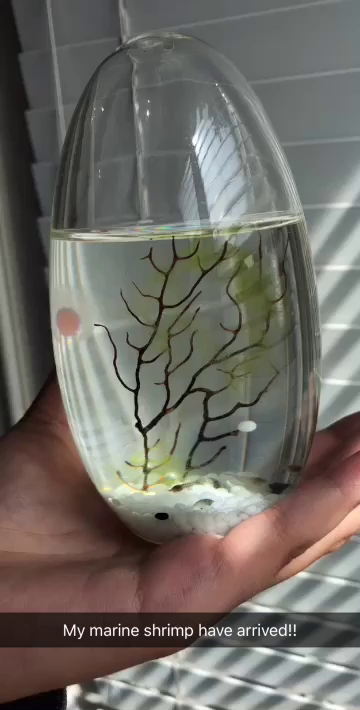 Amazon.com : EcoSphere Closed Aquatic Ecosystem, Small Pod : Aquariums ...