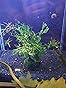 Amazon.com: Mainam Java Fern Windelov Tropical Live Aquarium Plants ...