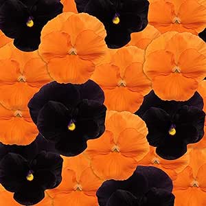 Amazon.com: Outsidepride Pansy Panola Halloween Flower Seed Mix - 50 ...