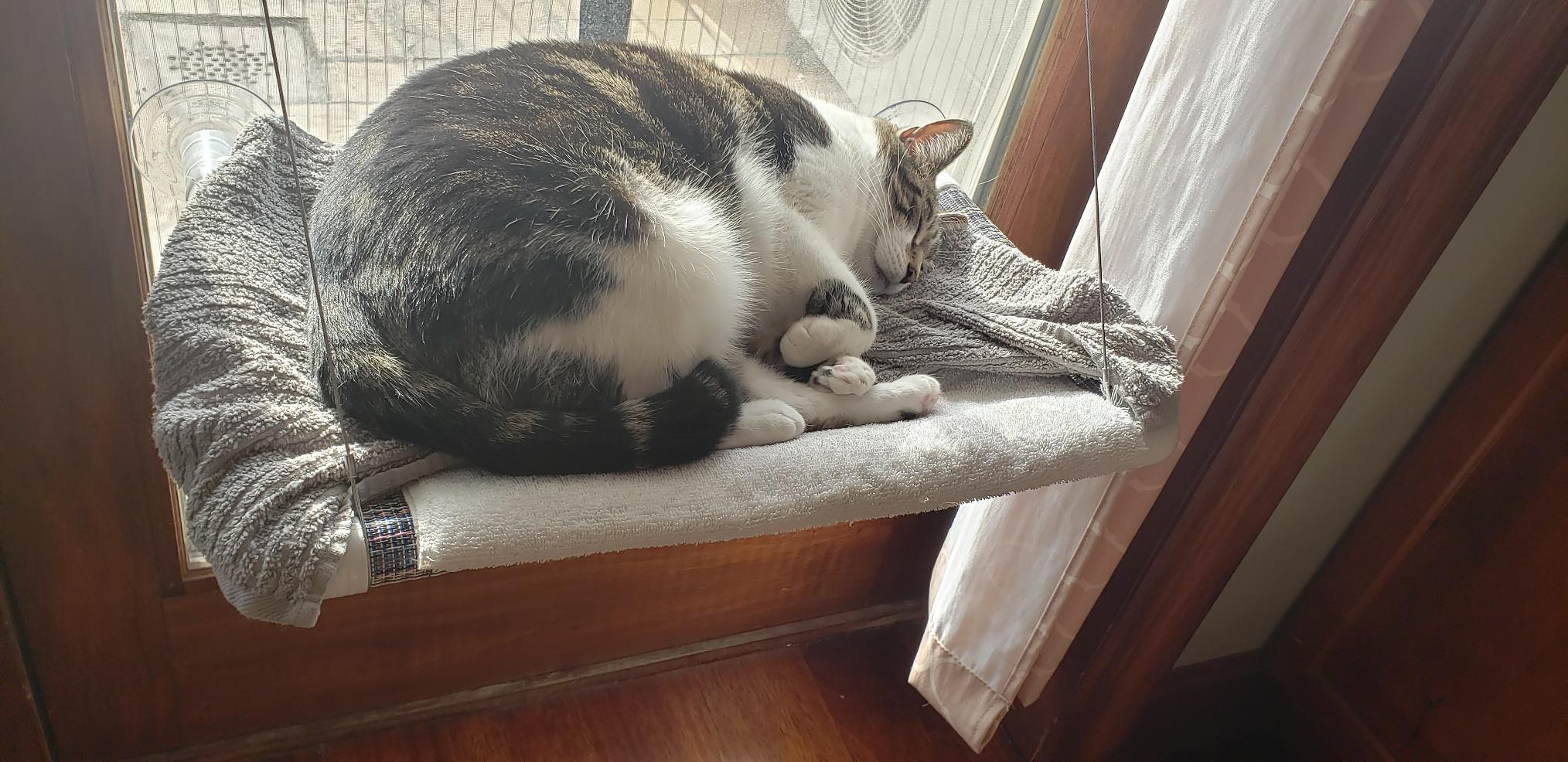 Pictures – Kitty Cot Original™