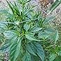 Amazon.com: Fooled You Jalapeno Hybrid Pepper - 25 Seeds : Patio, Lawn ...