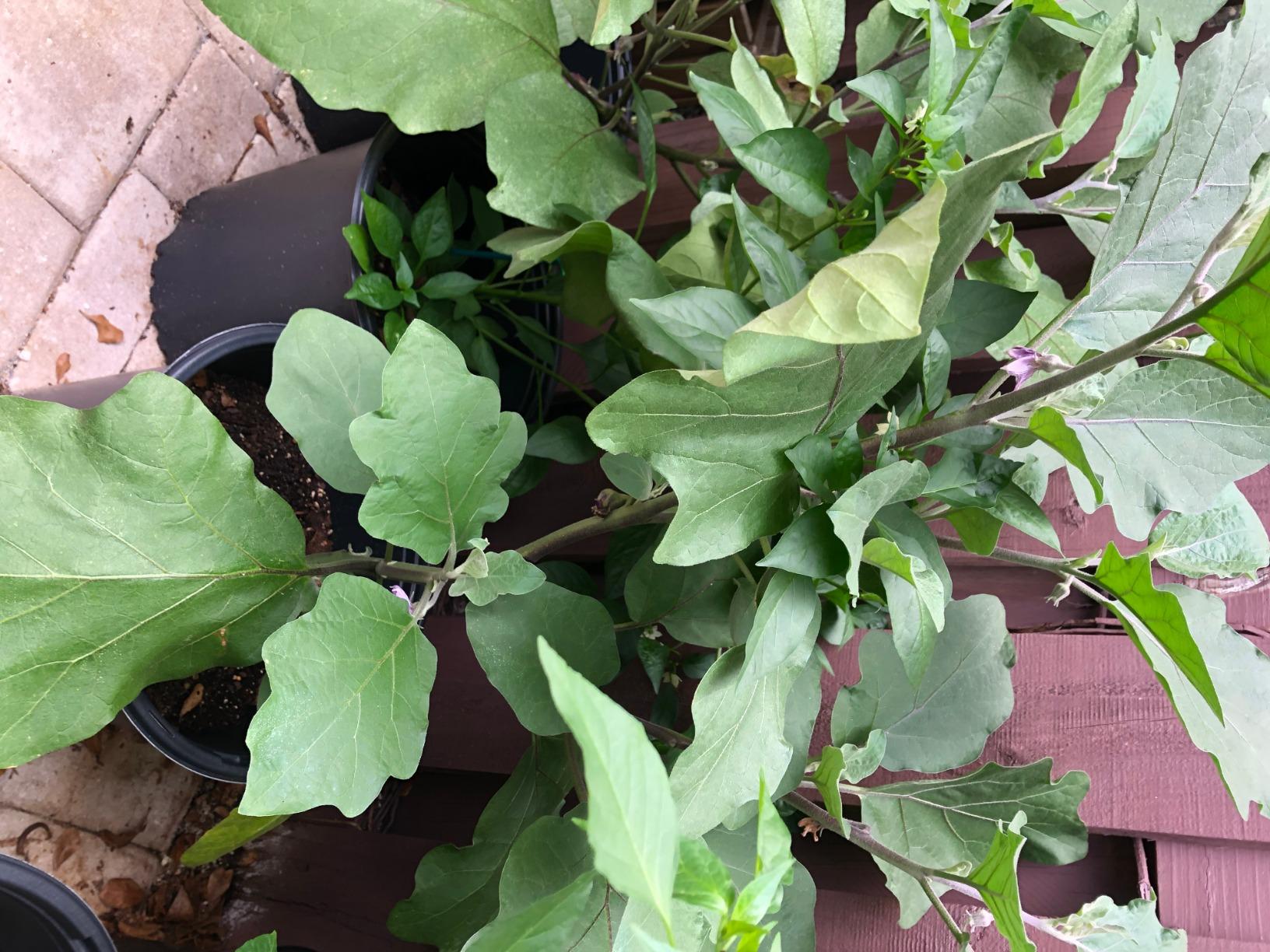 $5/mo - Finance Esbenshade's Outdoor/Indoor Professional Potting Soil ...