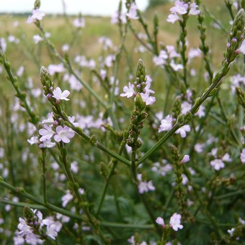 Palm Beach Medicinal Herbs - Vervain (Verbena officinalis) - Packet of ...