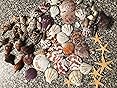 Amazon.com: Seashells 13 Kinds of Shells 100 PCS Mixed Ocean Beach ...