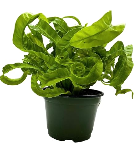 Japanese Asplenium Nidus Japanese Bird's Nest Fern Plant - 4 Inch ...