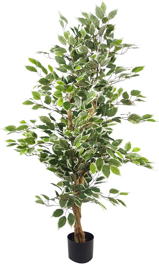 Leaf Árbol de ficus Verde Variado, 130 cm, Borde Blanco: Amazon.es: Hogar