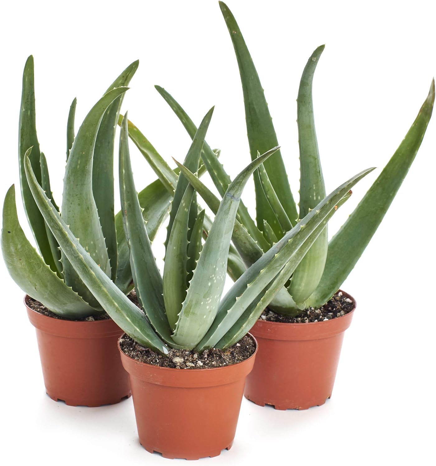 Aloes Are Awesome Care And Tips For Your Aloe Vera Plant Michelle s Aloes Are Awesome Care And Tips For Your Aloe Vera Plant Michelle s