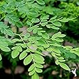 Amazon.com : CHUXAY GARDEN Moringa Oleifera-Drumstick Tree,The Miracle ...